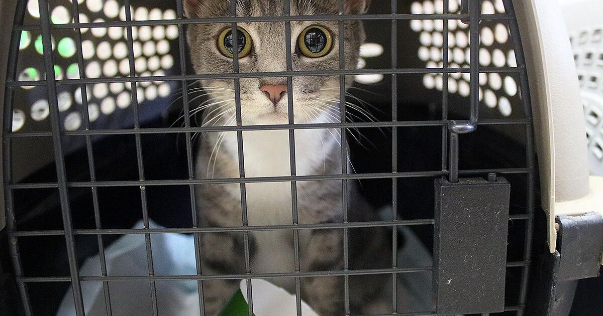 Bullhead City Animal Shelter takes in cats from Texas flood zone ...