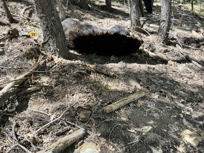 Man dies in bear attack at Arizona campsite | Arizona | mohavedailynews.com