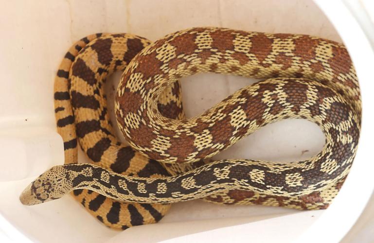 Gopher snakes: Free rodent control | Lifestyles | mohavedailynews.com
