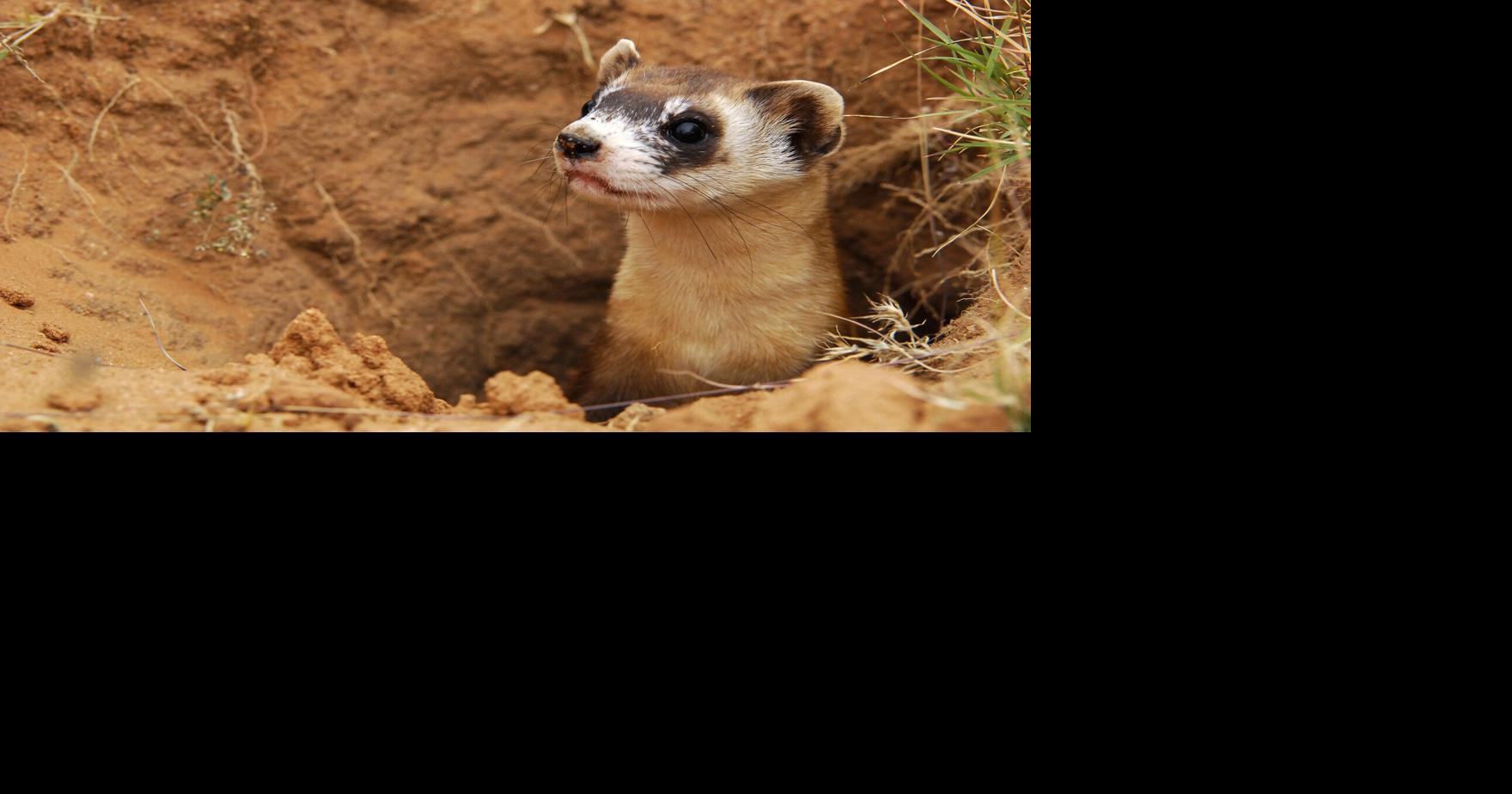 Down to six: Arizona's black-footed ferrets hit record low numbers ...