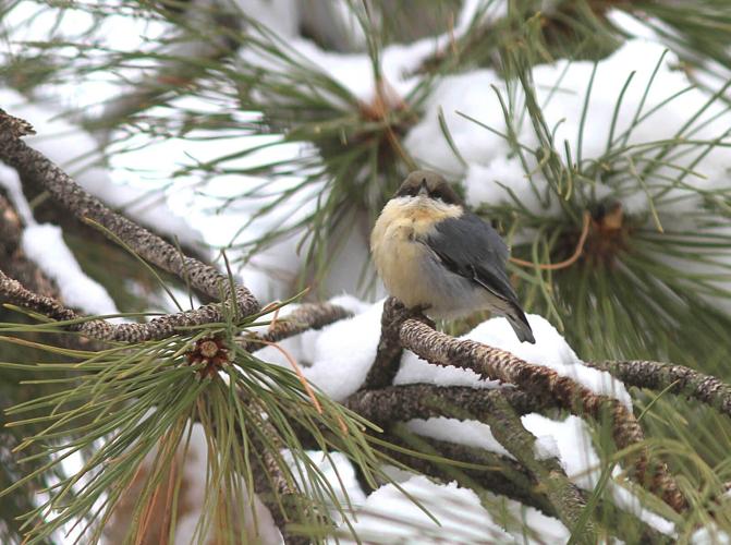 Nature Notes | Seasons greetings | Biology | mohavedailynews.com