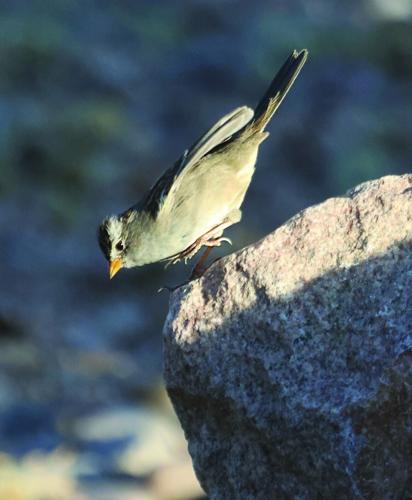 Nature Notes | Spring is springing, and the birds are singing ...
