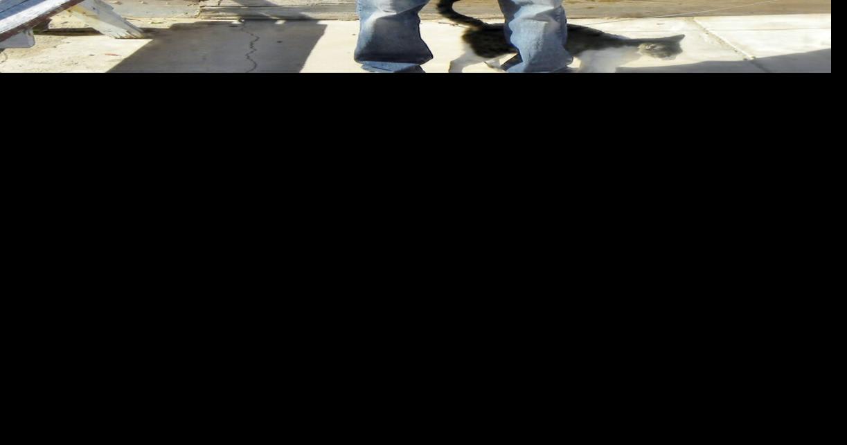 Other species filling void during striper lull | News | mohavedailynews.com