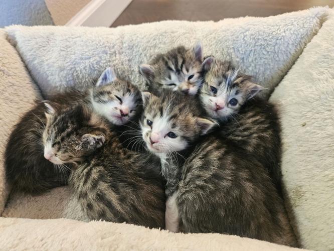 Cat Chat: Caring for neonatal kittens | News | mohavedailynews.com