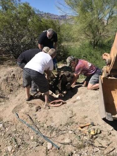 Golden Valley residents, BLM work together to save burro stuck in ...