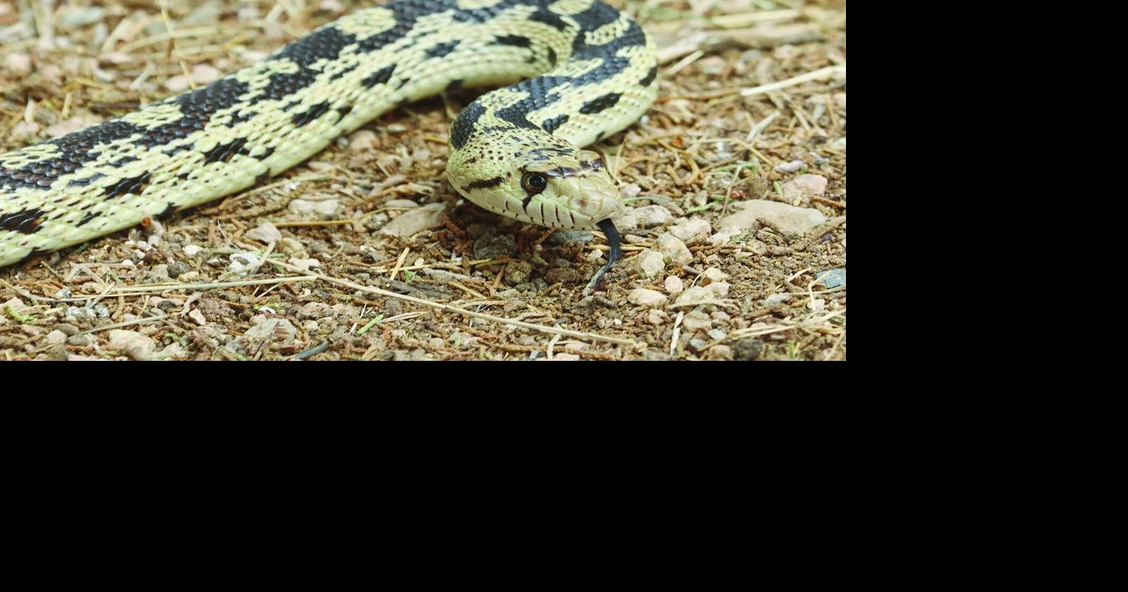 Gopher snakes: Free rodent control | Lifestyles | mohavedailynews.com