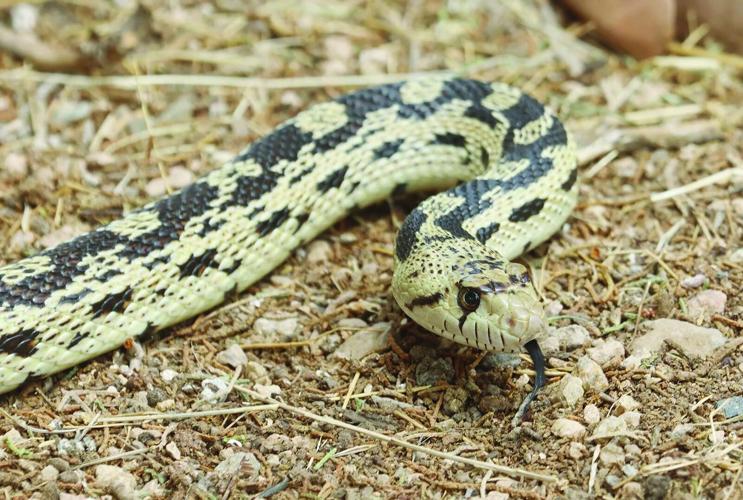 Gopher snakes: Free rodent control | Lifestyles | mohavedailynews.com