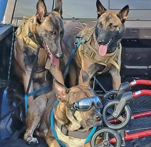 AZVetsK9 Services pairs service dogs with veterans, first responders ...