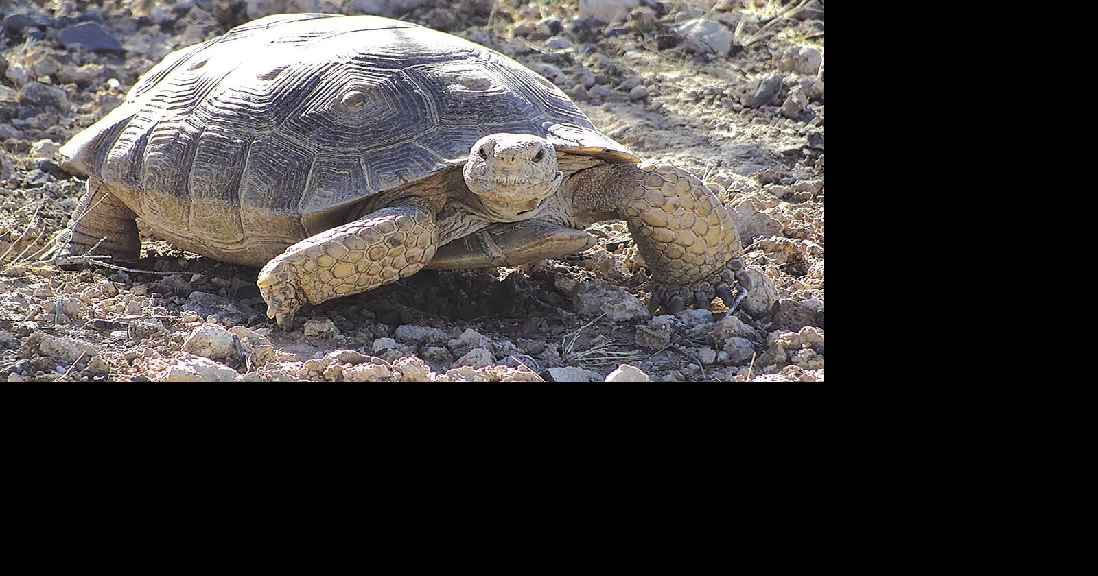 Desert Tortoise Week starts Sept. 30 | | mohavedailynews.com