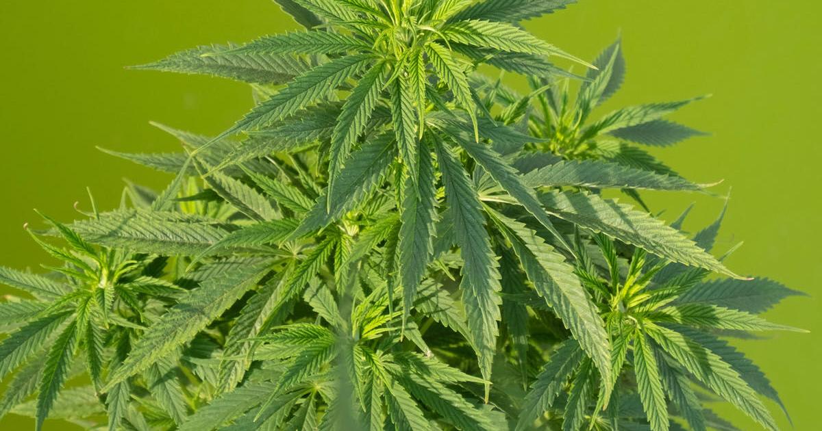 Warnings issued over hemp farm | Local News | mohavedailynews.com