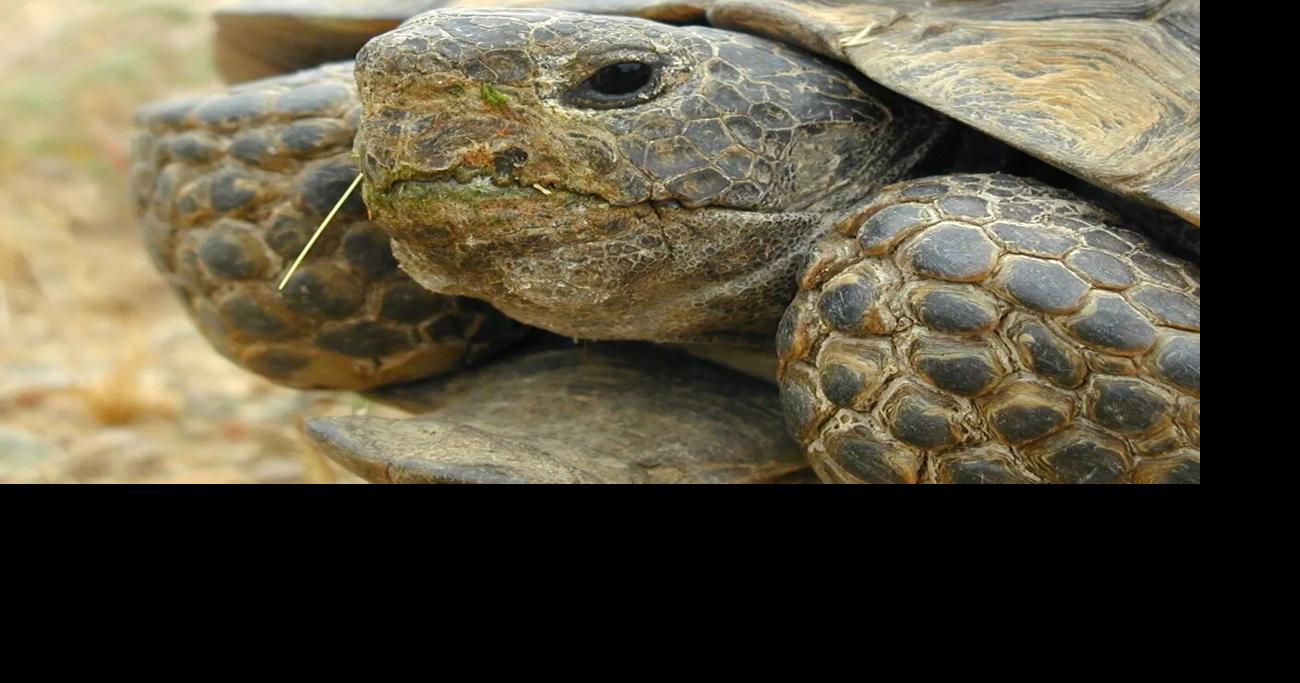 Mojave Natonal Preserve taking steps to protect desert tortoises ...