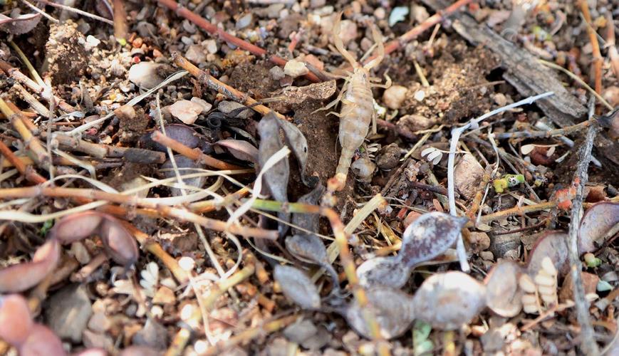 Nature Notes | Catclaw: Natures way of insisting that you stick around ...