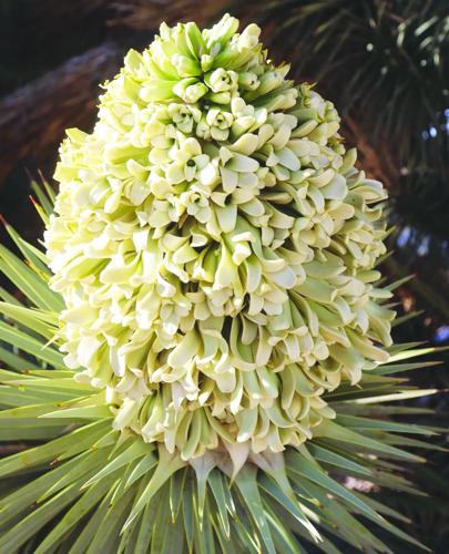 Nature Notes: Joshua trees in spring | News | mohavedailynews.com