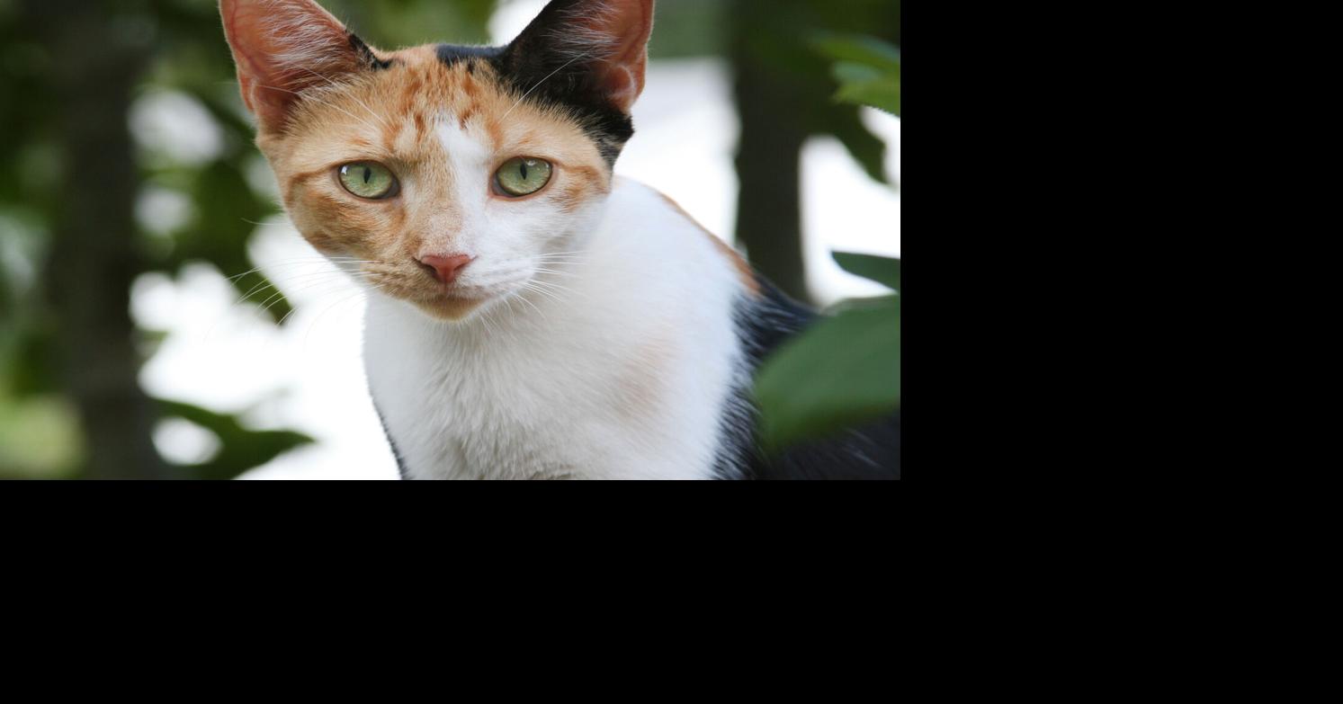 No chance on Needles city ordinance against feeding feral cats ...