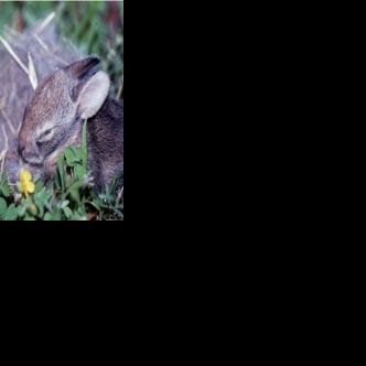 Annual reminder: Leave wildlife in the wild | News | mohavedailynews.com