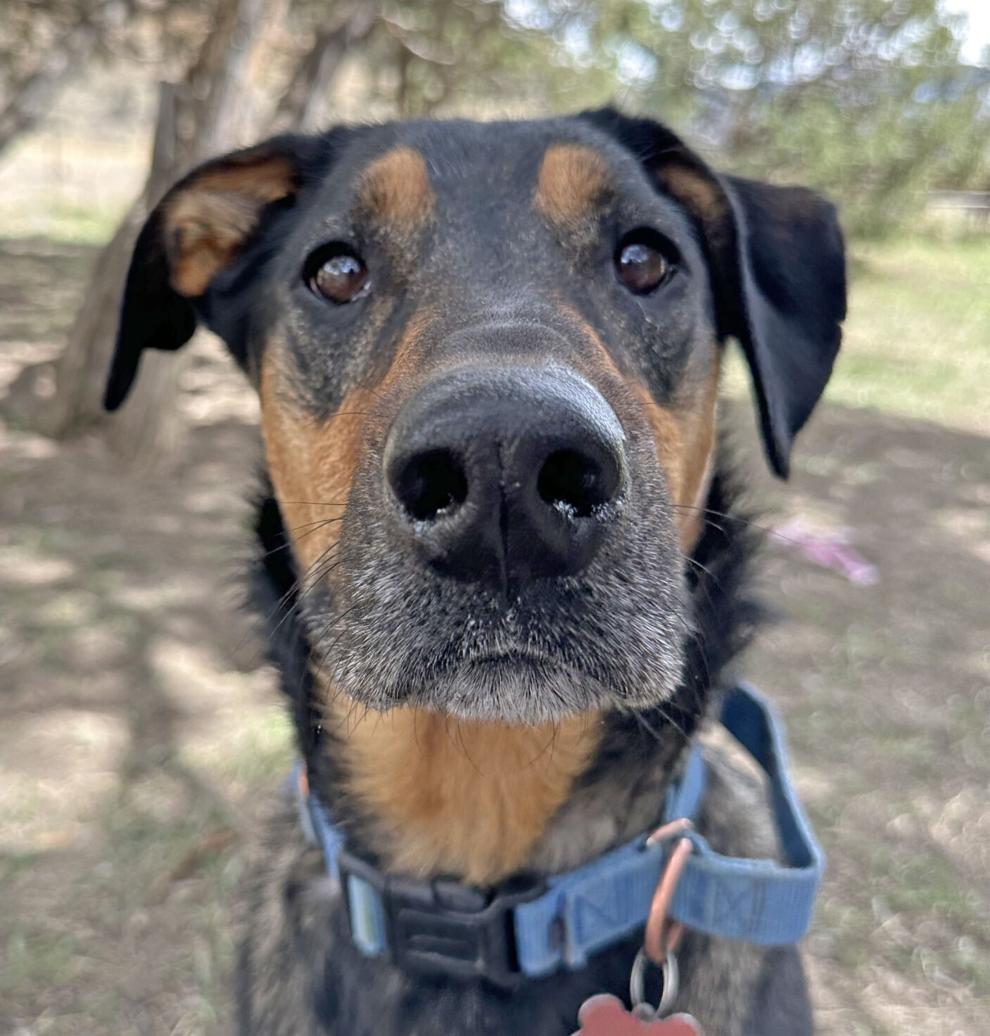 PETS: Boredom busters for your dog | Columns | montrosepress.com