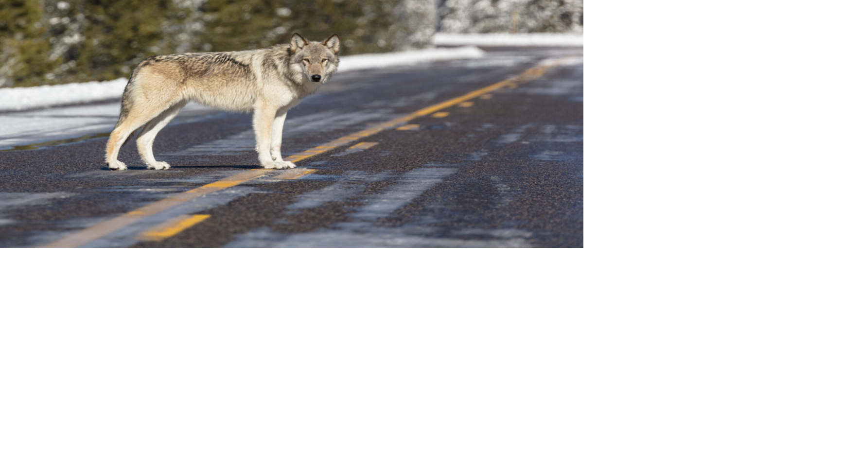 US House passes bill to remove gray wolf from Endangered Species Act ...