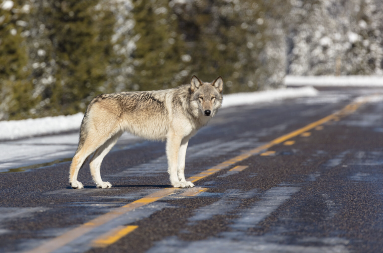 US House passes bill to remove gray wolf from Endangered Species Act ...