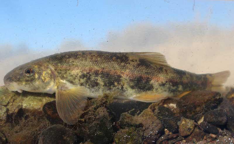 CPW applauds USFWS decision on Rio Grande chub, sucker | News ...