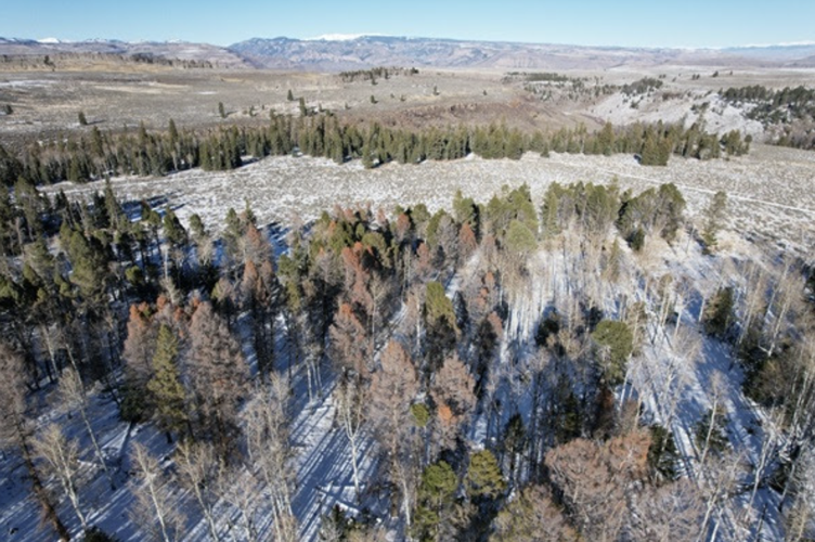 Outbreaks of forest pests spread during warm year according to annual ...