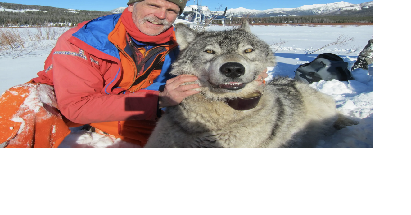 The man who led Yellowstone’s wolf reintroduction has a lot to say ...