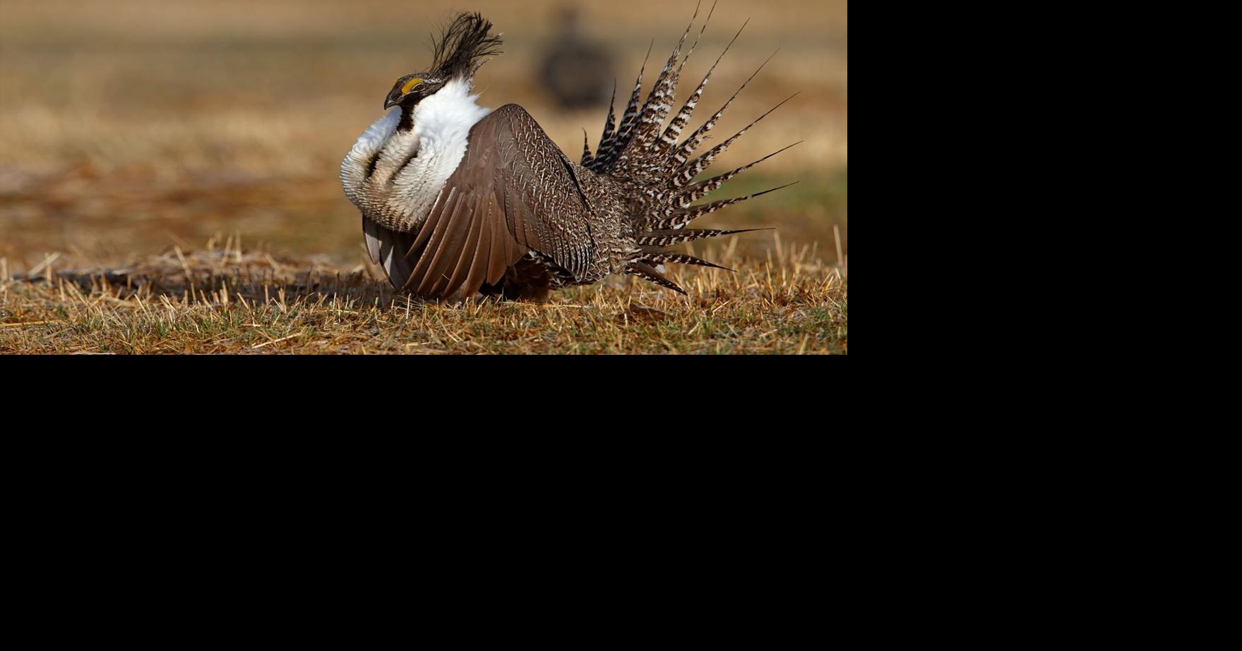 Grouse get funding boost | News | montrosepress.com