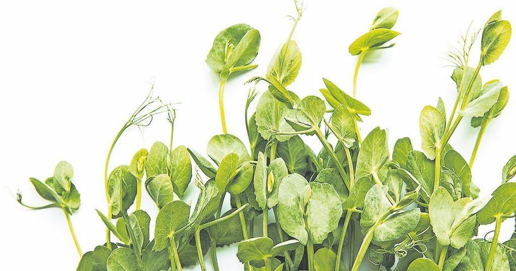 Peas on earth: How to grow and enjoy pea greens | Food | montrosepress.com