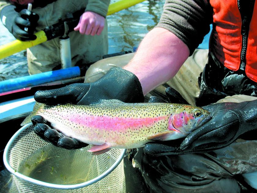 Rainbow trout make comeback in state | Outdoors | montrosepress.com