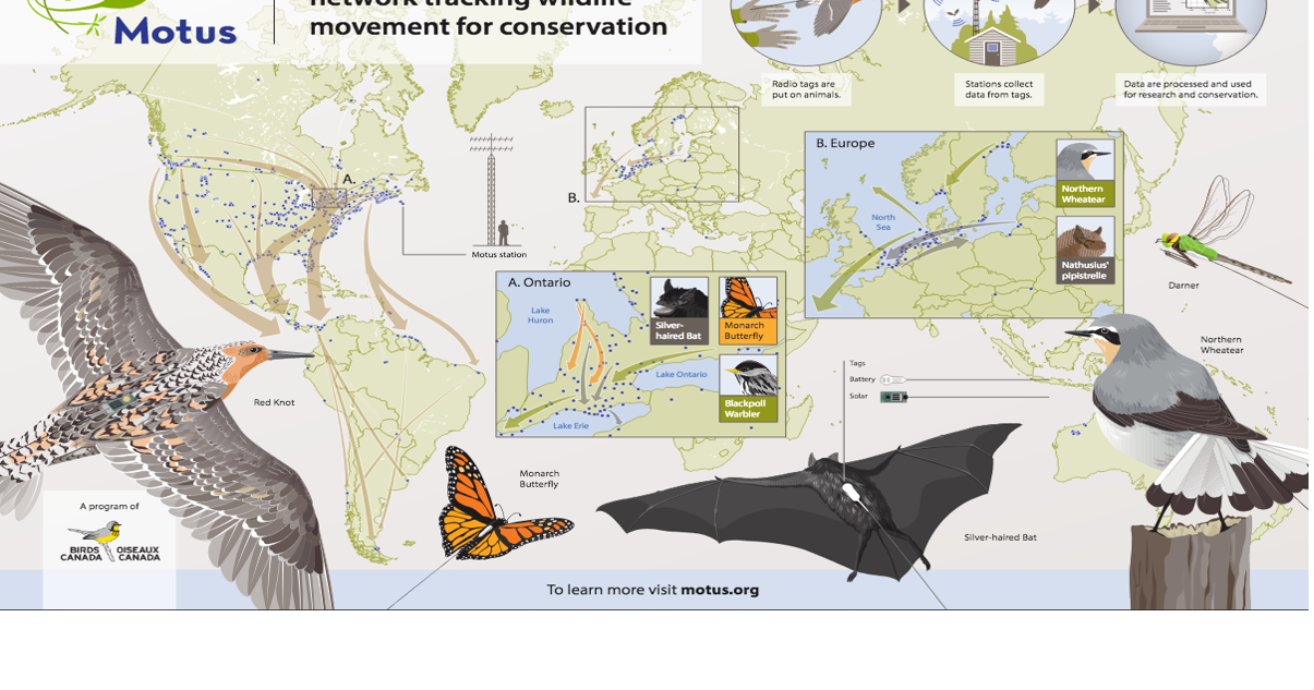 Building better bird-tracking (and more): Black Canyon Audubon Society ...
