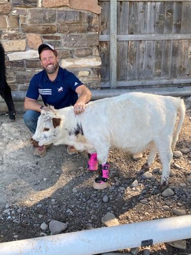 Braces — and a 'Wizard of Paws' close-up — for Montrose family’s cow ...