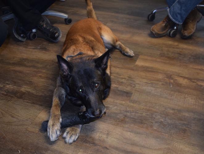 Ready, set … BITE! Delta police debut bite-suit for K-9 training | News ...