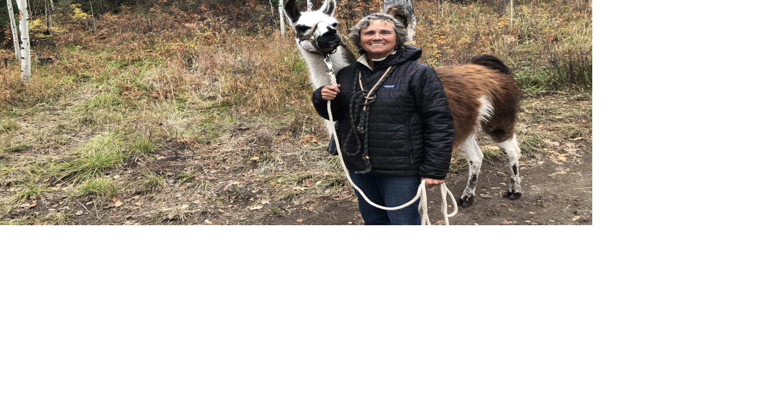 Llama drama over at last as last of missing pair found near Ridgway ...