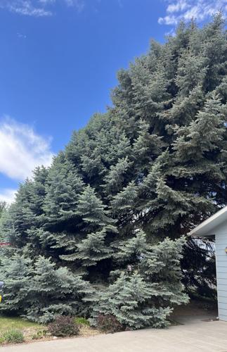 GARDENING: Evergreens are a lot like cute puppies | Outdoors ...