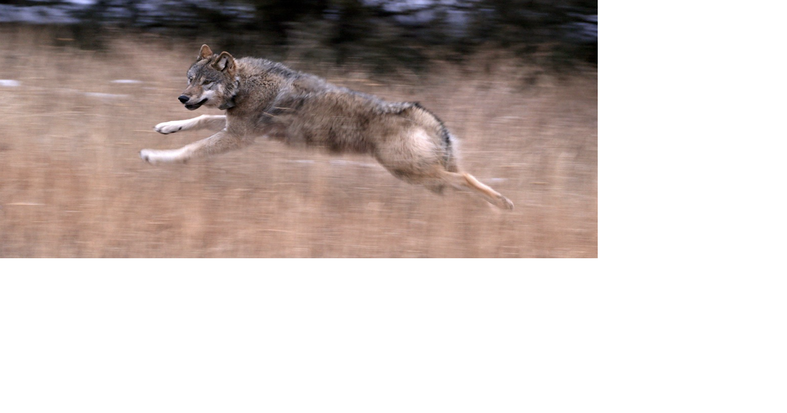 OPINION: Cooperative conservation, not division, is the story of wolf ...