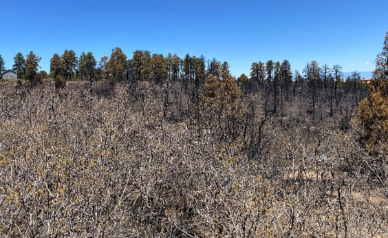 ‘How could this happen?’ USFS releases Simms Fire analyses, finding ...