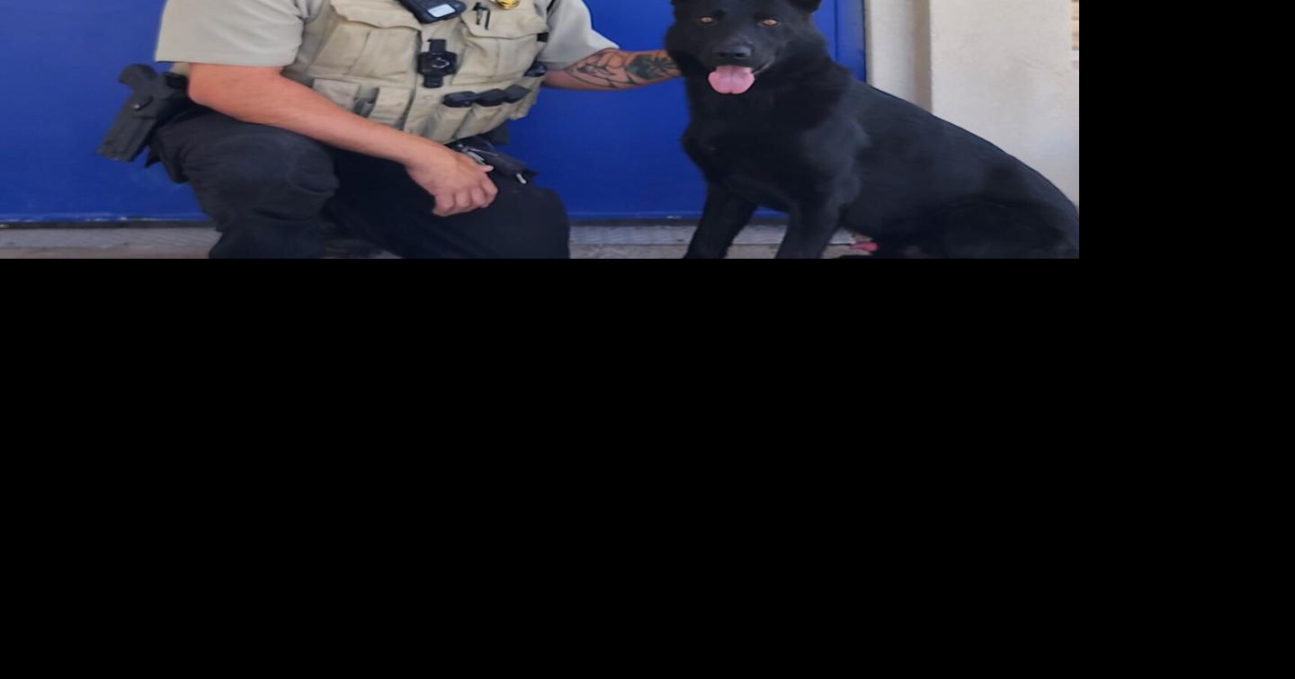 A vest for Voodoo | News | montrosepress.com