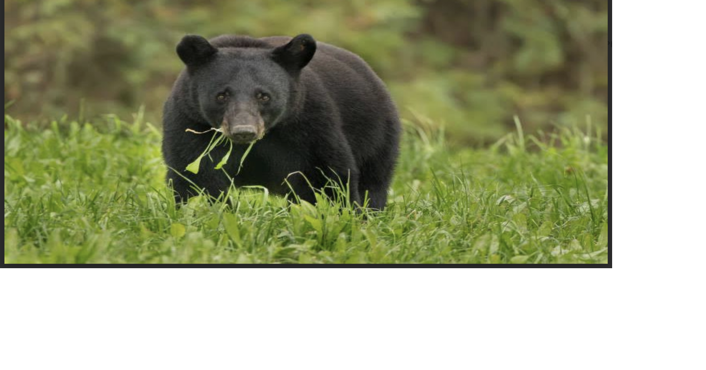 TIPS FROM THE POSSE: Bear Spray | Outdoors | montrosepress.com