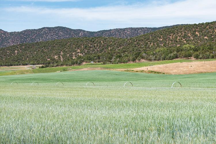 Spelt planting increases in the area | Agriculture | montrosepress.com