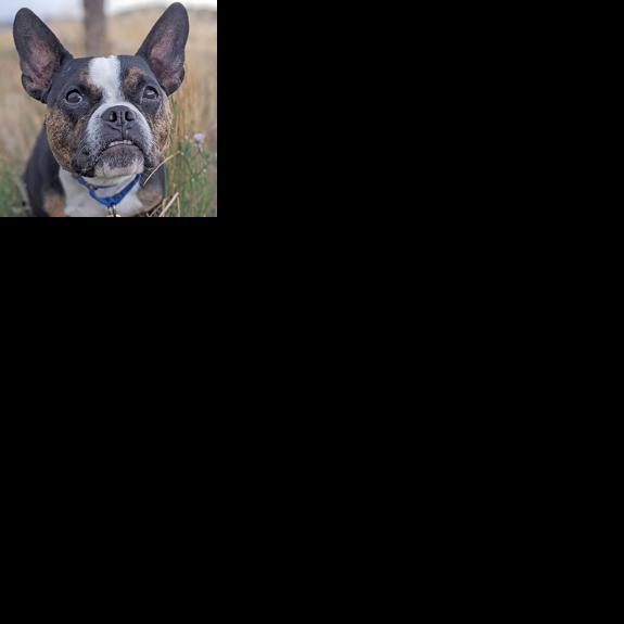 PET: What is PACFA and why is it important? | Focus | montrosepress.com