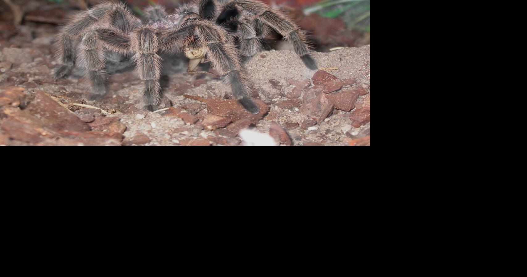 OUTDOORS: Don't let spiders freak you out | | montrosepress.com