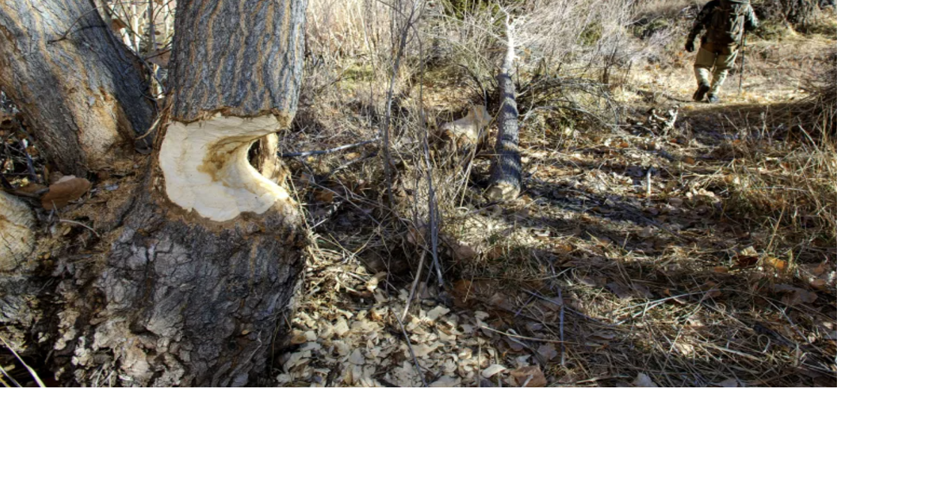Fighting fire with beavers: How dam-building rodents are deployed to ...