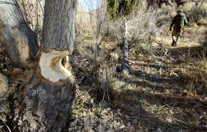 Fighting fire with beavers: How dam-building rodents are deployed to ...