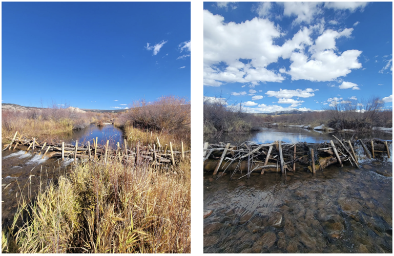 Fighting fire with beavers: How dam-building rodents are deployed to ...