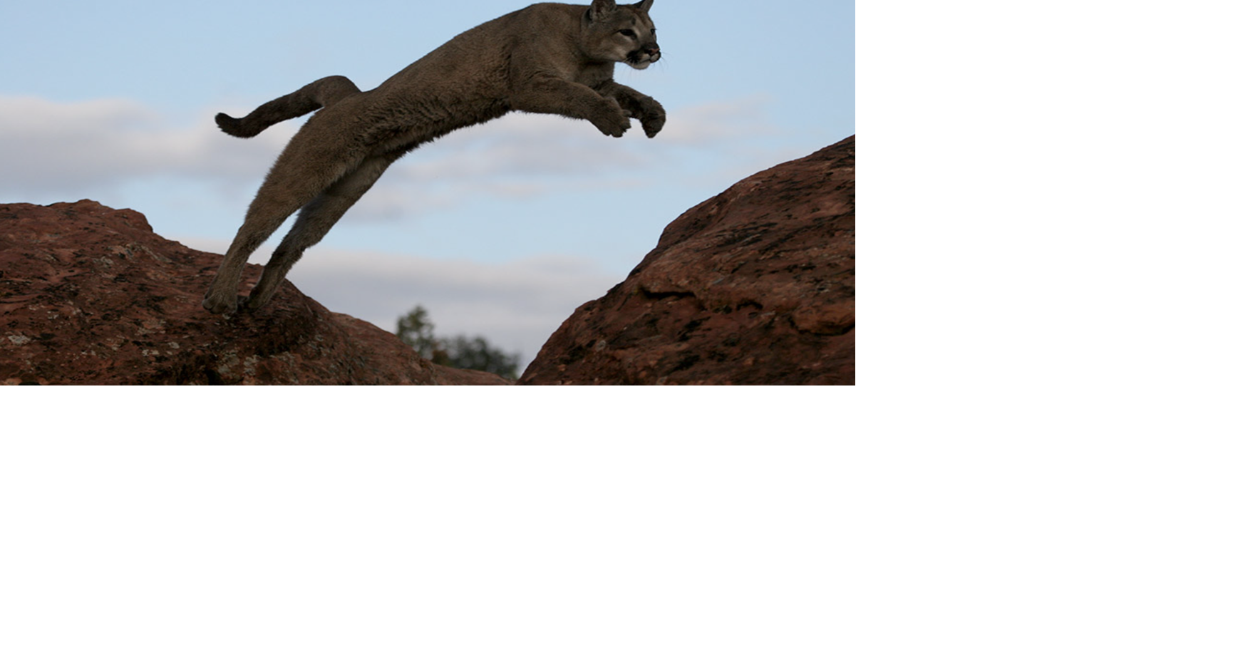 OPINION: WRITERS ON THE RANGE: Why do we blame lions? | | montrosepress.com