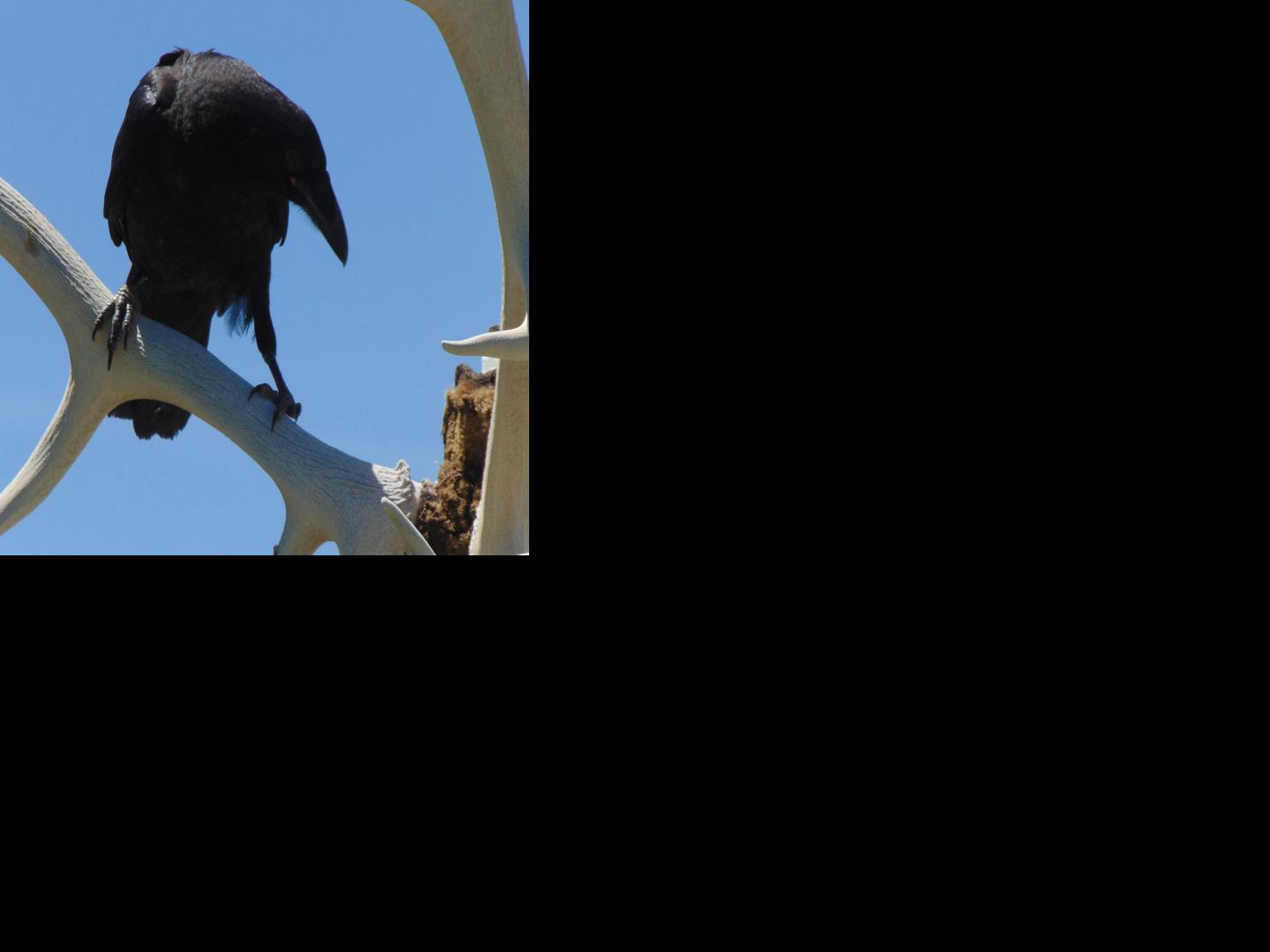 Ravens carry many spiritual meanings | Outdoors | montrosepress.com