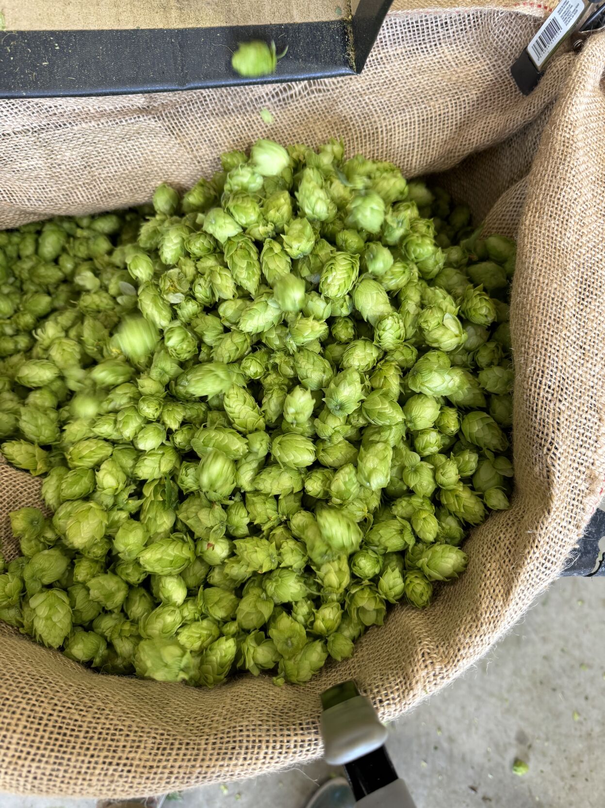 ‘Another fall and another set of beer festivals’: Three beer (and more ...