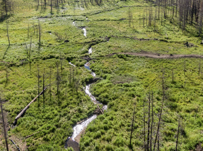 Fighting fire with beavers: How dam-building rodents are deployed to ...