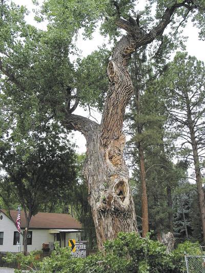 Ceremony set for Ute Council Tree | Local News Stories | montrosepress.com