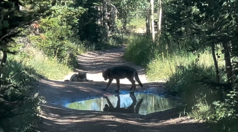 US House passes bill to remove gray wolf from Endangered Species Act ...