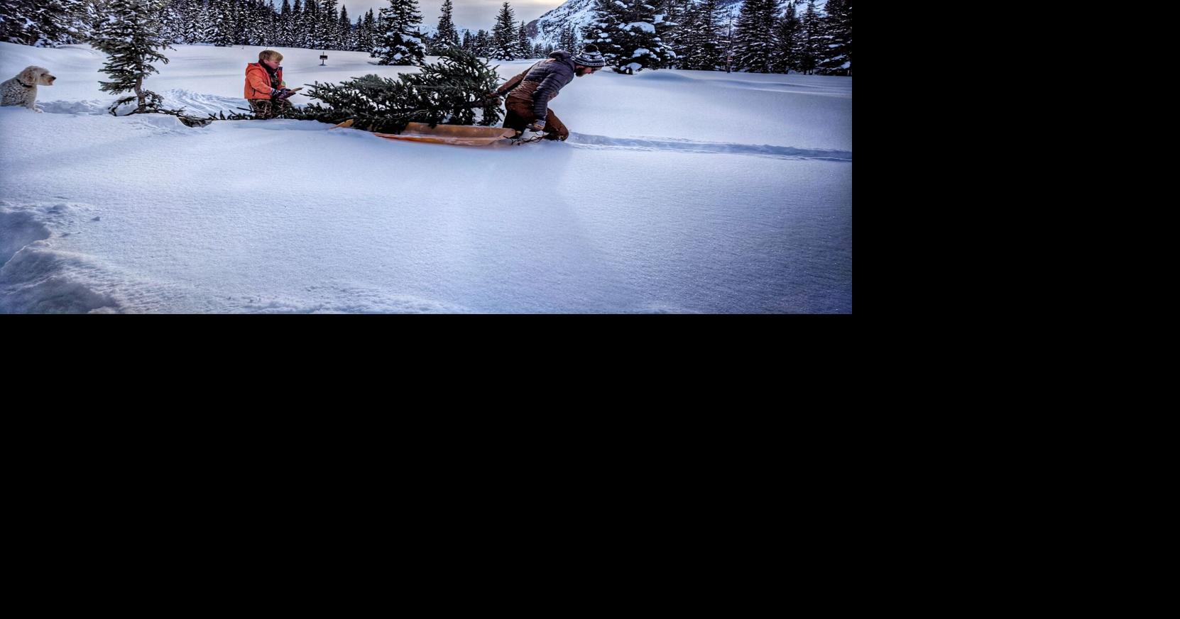 BLM offers permits to harvest Christmas trees | Local News Stories ...